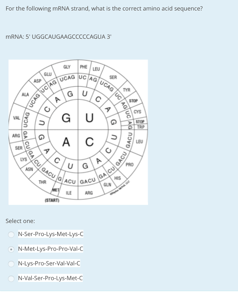 Solved For the following mRNA strand, what is the correct | Chegg.com