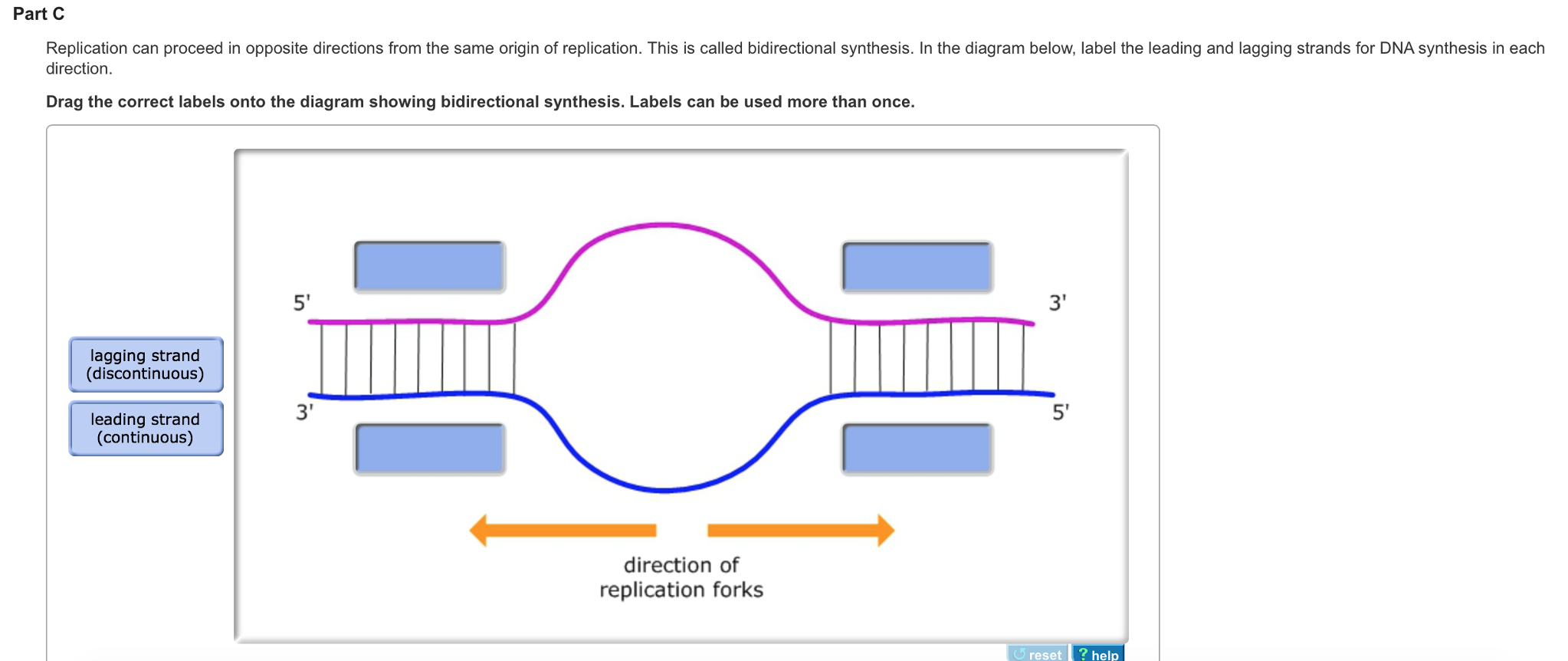 Solved Replication can proceed in opposite directions from | Chegg.com