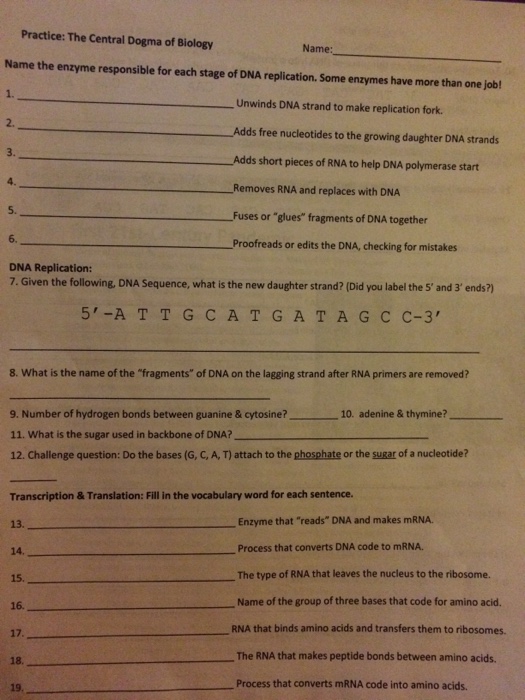 Solved Unwinds DNA strand to make replication fork. Adds | Chegg.com