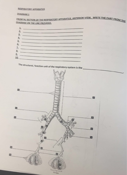 Solved The structural, function unit of the respiratory | Chegg.com