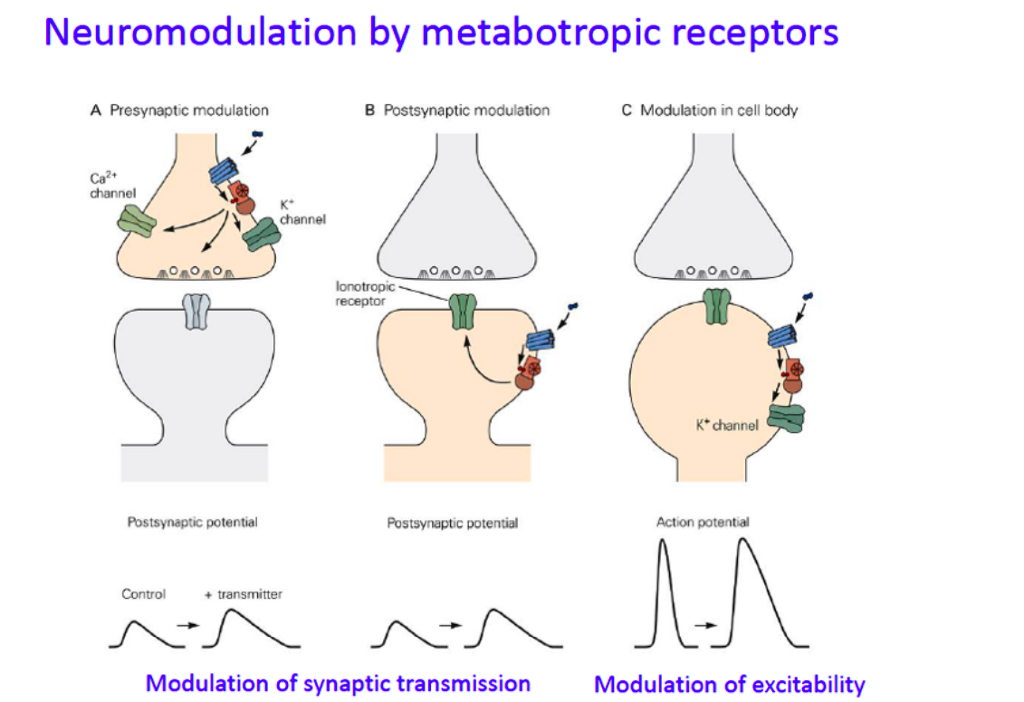 Solved Neuromodulation by metabotropic receptors A | Chegg.com
