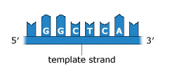 Solved Write out the complementary strand of RNA using the | Chegg.com