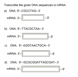 Solved Transcribe the given DNA sequences to mRNA. DNA: | Chegg.com
