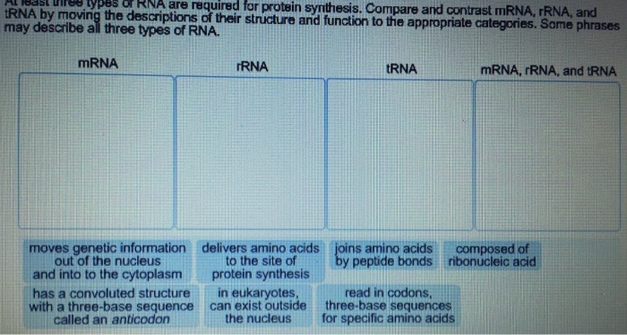 Solved At least three types of RNA are required far protein | Chegg.com