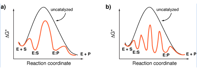 Solved In the covalent catalysis example from lecture that | Chegg.com