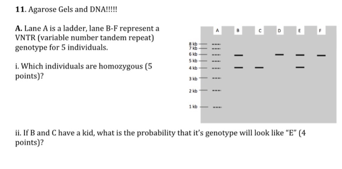 Variable Number Tandem Repeats