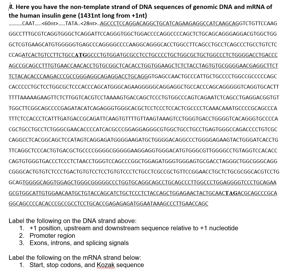 Solved Here you have the non-template strand of DNA | Chegg.com