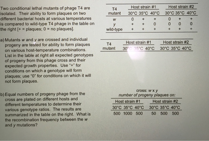 Solved Two conditional lethal mutants of phage T4 are | Chegg.com
