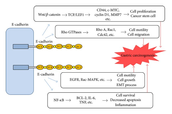 Solved for this molecular diagram that shows the role of | Chegg.com