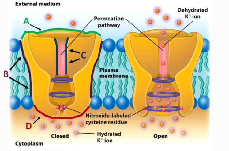 Solved Looking at transmembrane protein structure in closer | Chegg.com
