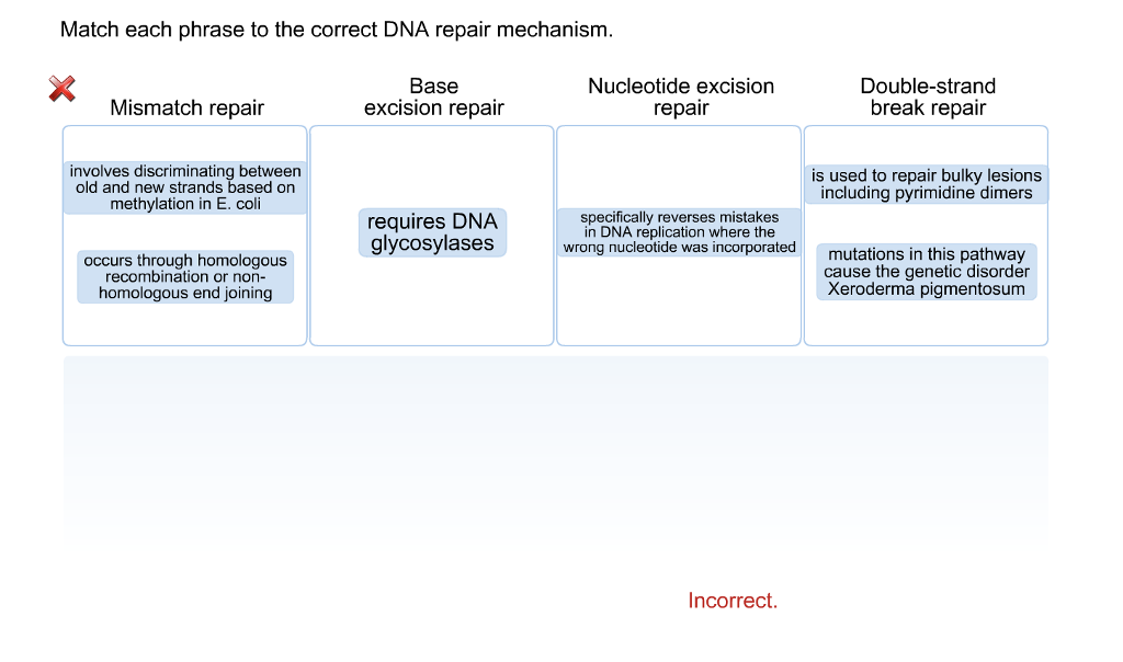 Solved Match each phrase to the correct DNA repair mechanism | Chegg.com