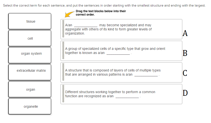 Solved Select the correct term for each sentence, and put | Chegg.com