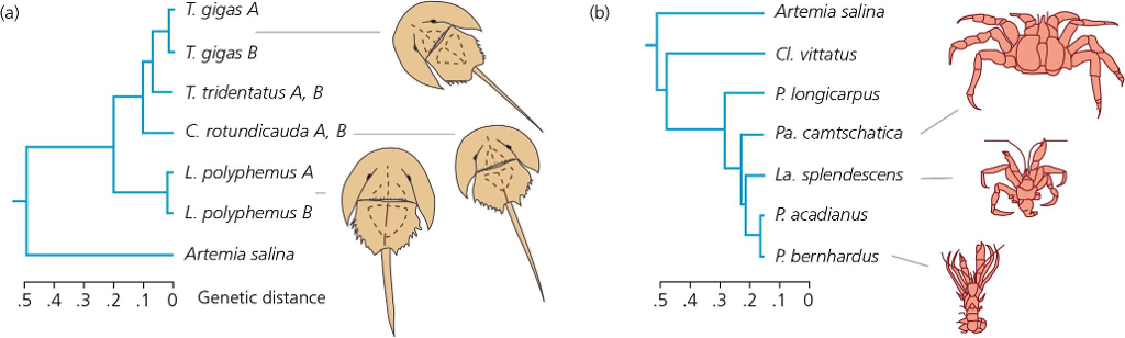 Solved A T gigas (a) T gigas B L T tridentatus A, B C | Chegg.com