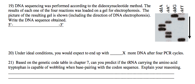 Solved 19) DNA sequencing was performed according to the | Chegg.com