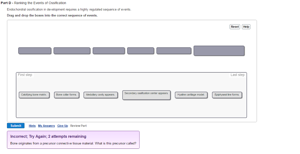 Solved Part D Ranking the Events of Ossification | Chegg.com