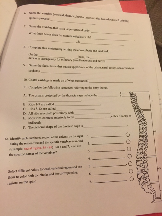 Solved Name: Lab Section Prelab # 3 1 which bone provides an | Chegg.com