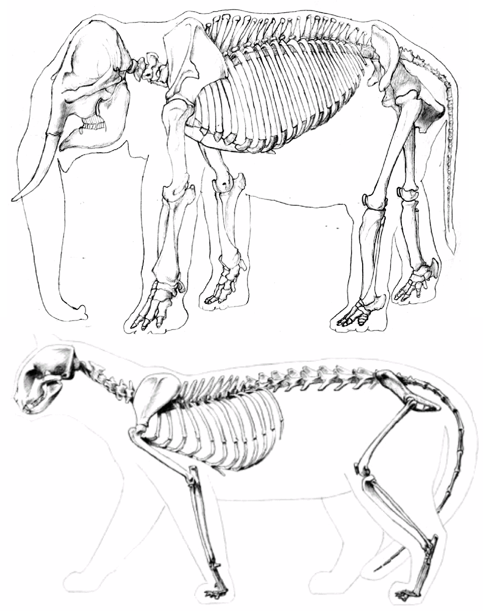 Solved Consider A Human Femur Of Length L 438 Mm Model Chegg solved-consider-a-human-femur-of-length-l-438-mm-model-chegg