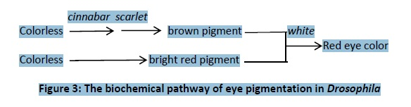 Q)The eye color in Drosophila is determined by a | Chegg.com