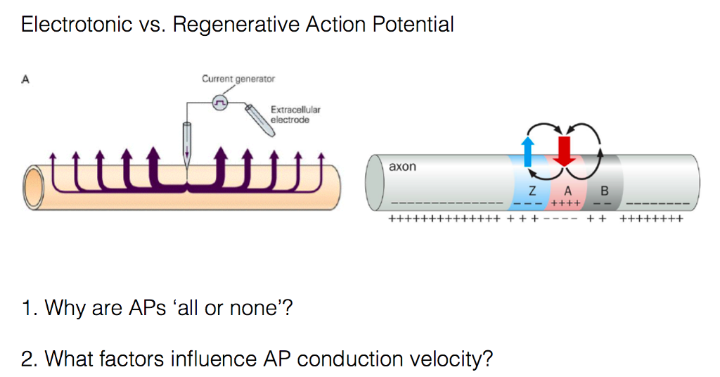 Solved Electrotonic vs. Regenerative Action Potential | Chegg.com