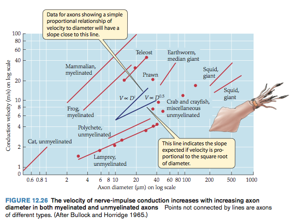 Solved Using Figure 12.26, compare and explain the | Chegg.com