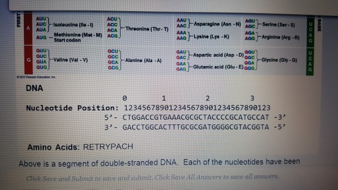 Solved Above is a segment of double-stranded DNA. Each of | Chegg.com