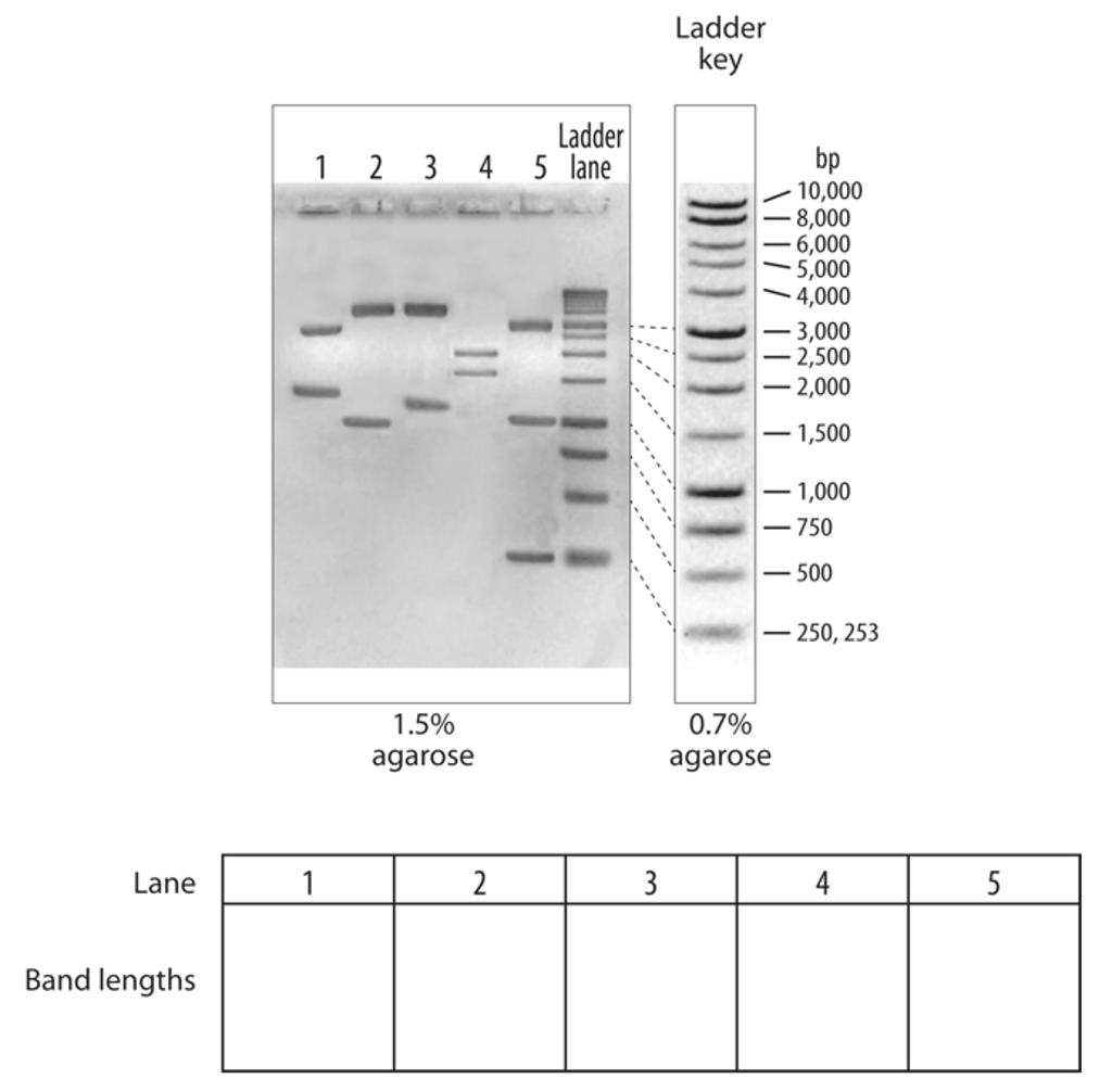 Solved 1. The rate of DNA migration through an agarose gel | Chegg.com