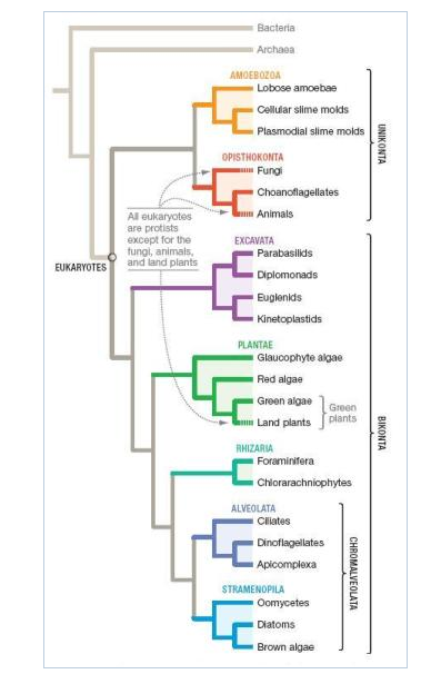 Solved Where on the phylogenetic tree should the origin of | Chegg.com