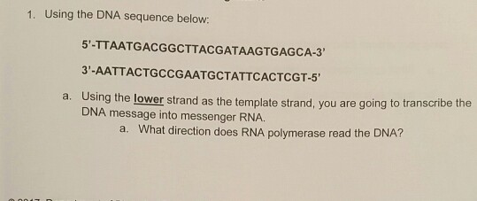 Solved 1. Using the DNA sequence below | Chegg.com