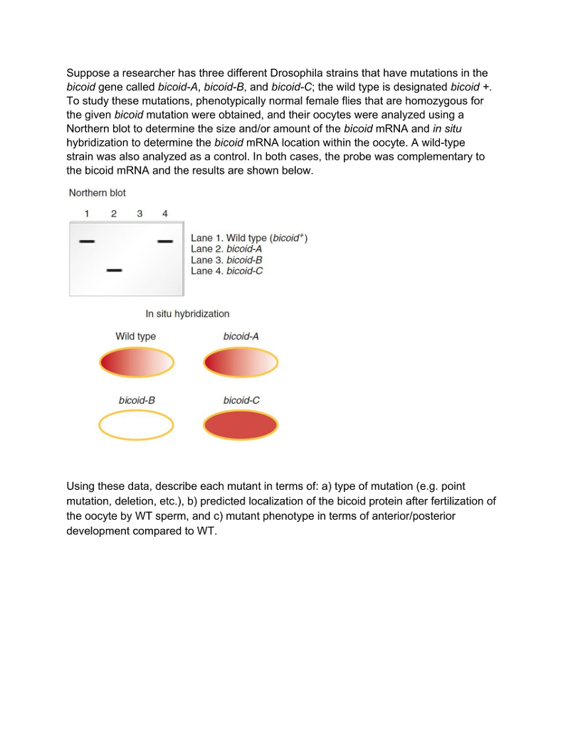 Solved Suppose a researcher has three different Drosophila | Chegg.com
