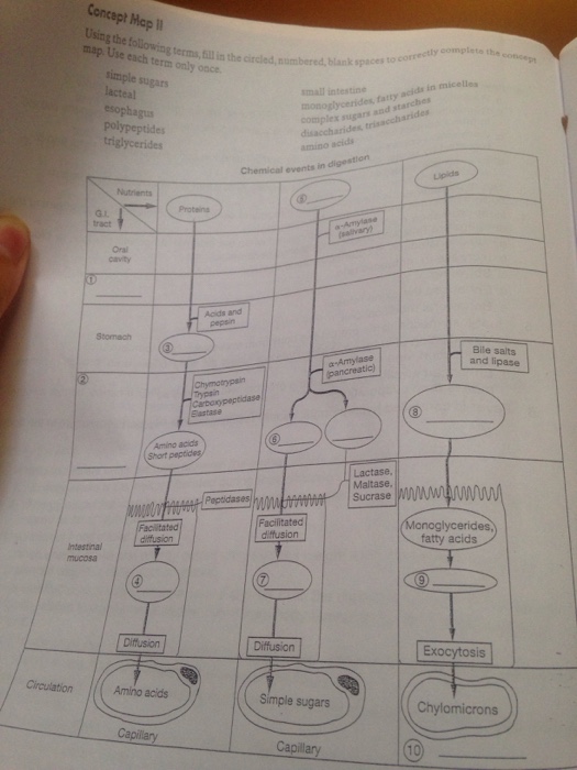 Solved Using the following terms, fill in the circled, | Chegg.com