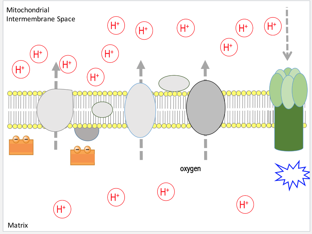 Solved Mitochondrial Intermembrane Space oxygen Ht Matrix | Chegg.com