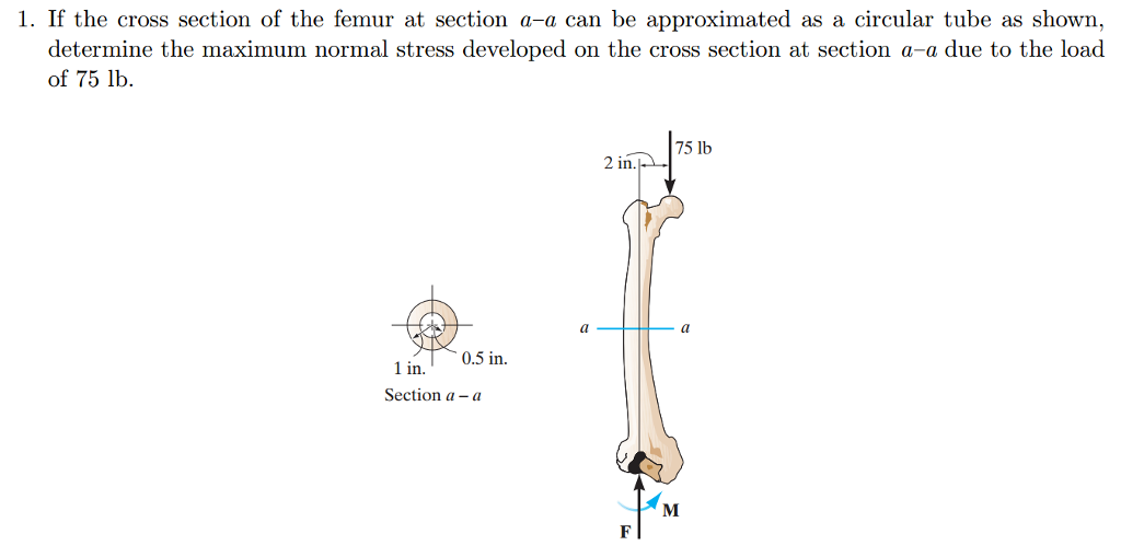 Solved If the cross section of the femur at section a-a can | Chegg.com