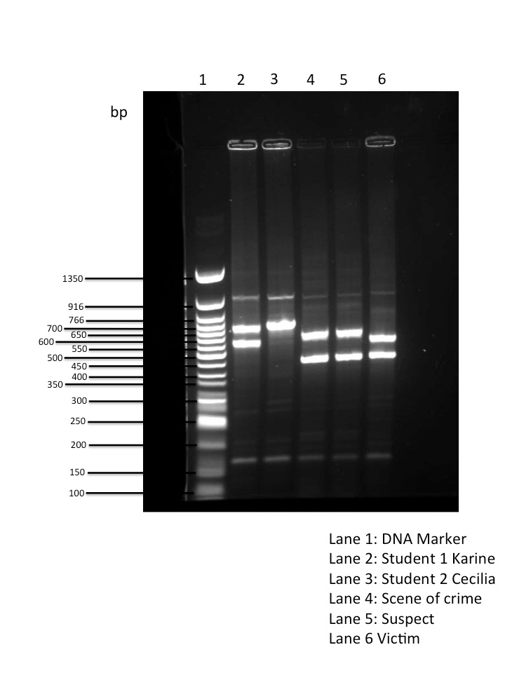 Solved Analysis of minisatellite repeats. A non-coding | Chegg.com