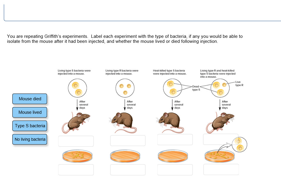 Solved You are repeating Griffith's experiments. Label each | Chegg.com