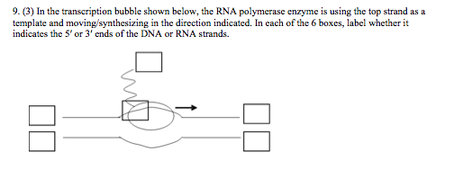 Solved 9. (3) In the transcription bubble shown below, the | Chegg.com
