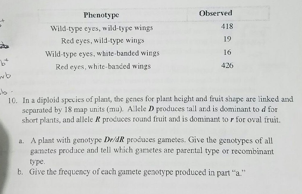 Solved Phenotype Wild-type eyes, wild-type wings Red eyes, | Chegg.com