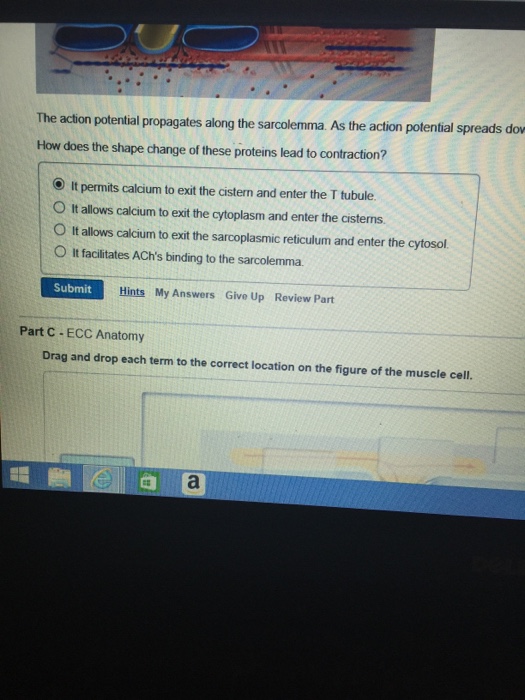 Solved The acton potential propagates along the sarcolemma | Chegg.com