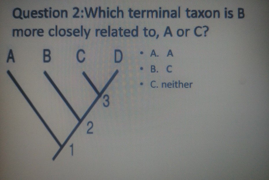 Solved Question 2:Which terminal taxon is B more closely | Chegg.com