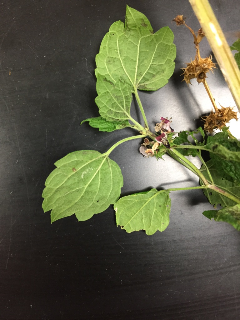 Solved Question | Chegg.com