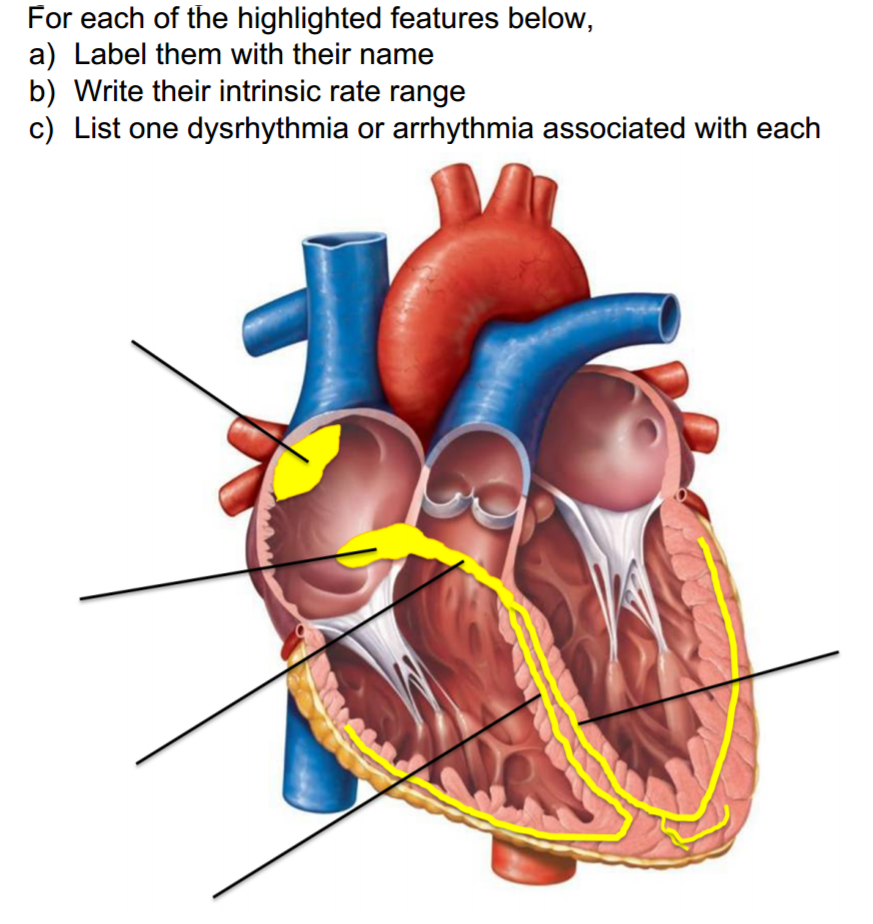 Solved For each of the highlighted features below, Label | Chegg.com