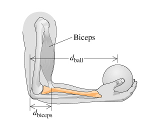 Solved What is the horizontal distance between the elbow and | Chegg.com