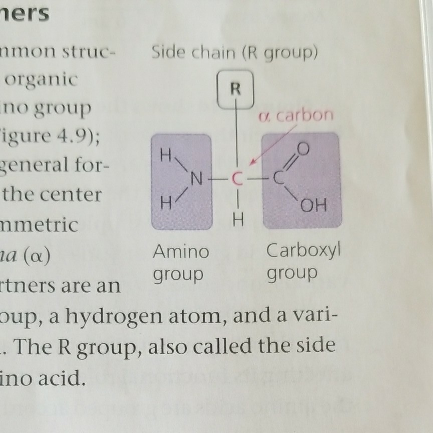 Solved ers mon struc Side chain (R group) organic no group | Chegg.com
