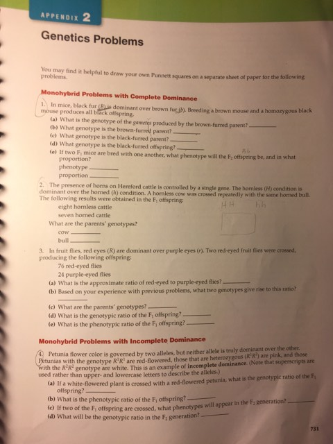 Genetics Problems 2 Worksheet Answers Genetics Practice Problems