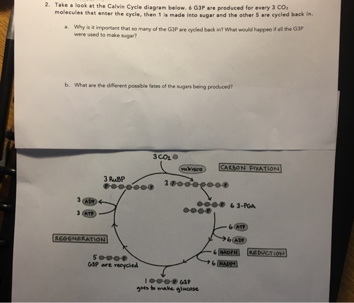 Calvin Cycle Diagram