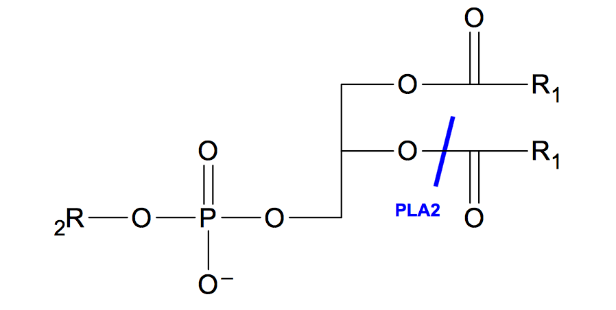 Solved Phospholipase A2 (PLA2) in human serum cleaves | Chegg.com