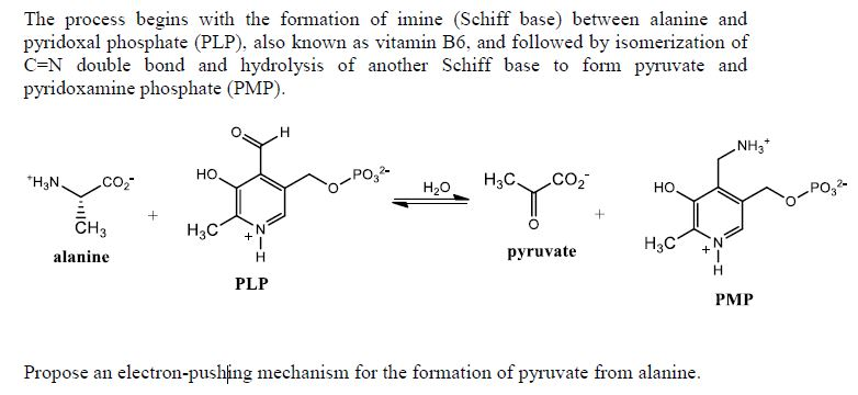 Solved The process begins with the formation of imine | Chegg.com