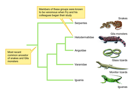 Solved The figure shows a phylogeny of snakes and their | Chegg.com