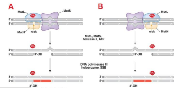 Solved (i) Who recognizes a mismatch? MutS (ii) Who makes a | Chegg.com