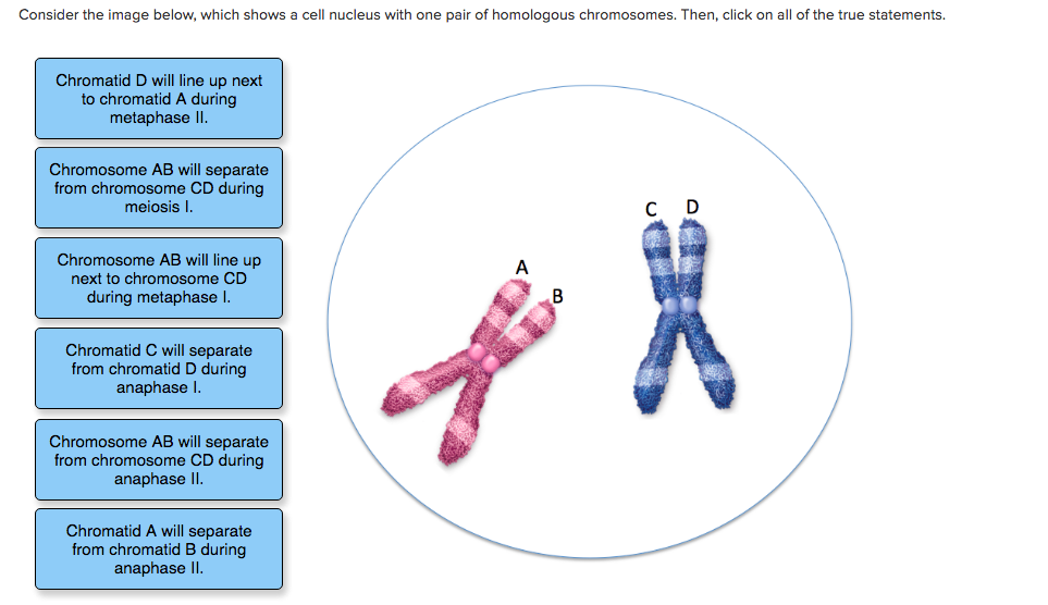 Solved Consider the image below, which shows a cell nucleus | Chegg.com
