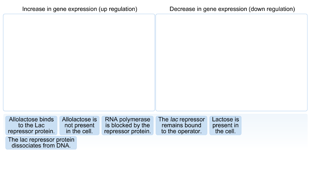 Solved The lac operon contains three genes: lacz, lacY, and | Chegg.com
